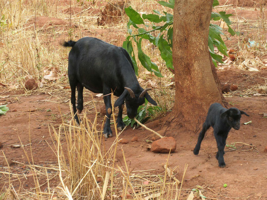 Goats – Pat in the World