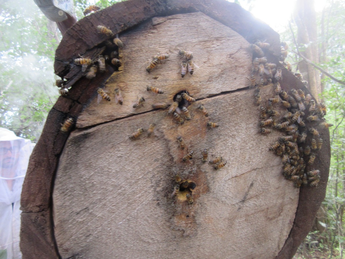 Beekeeping Workshop – Pat in the World