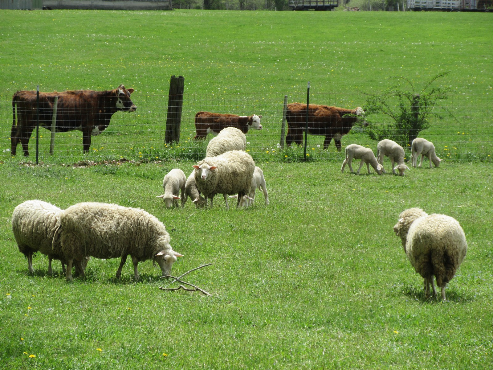 Sheep Shearin’ – Pat in the World